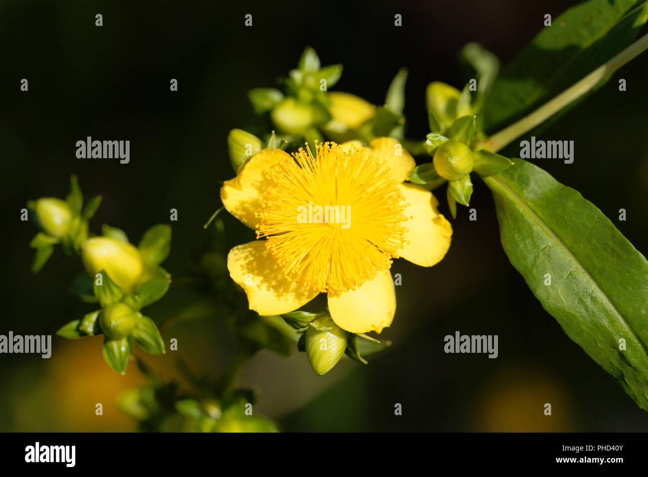Flower of a Shrubby st. john s wort (Hypericum prolificum Stock Photo ...