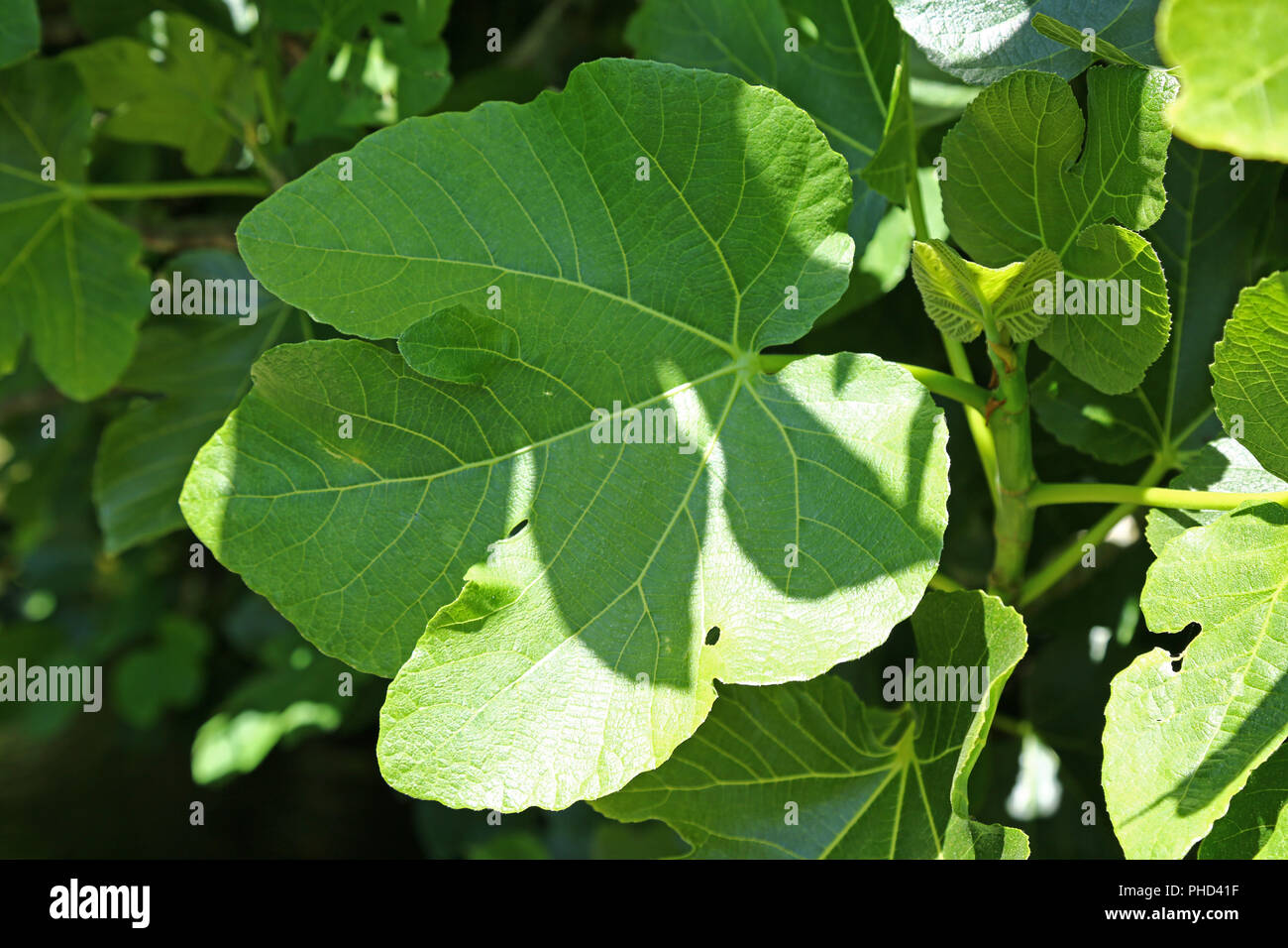 fig tree leaf (Ficus carica Stock Photo - Alamy
