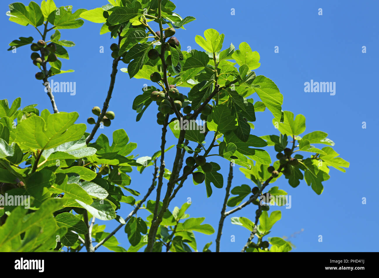 Mulberry fig ficus hi-res stock photography and images - Alamy