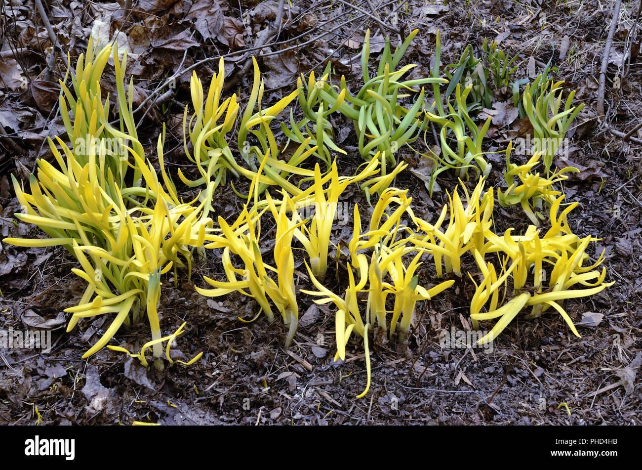 Plants With Green Shoots High Resolution Stock Photography and Images ...