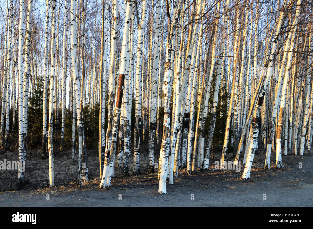 Trunks of birch hi-res stock photography and images - Alamy