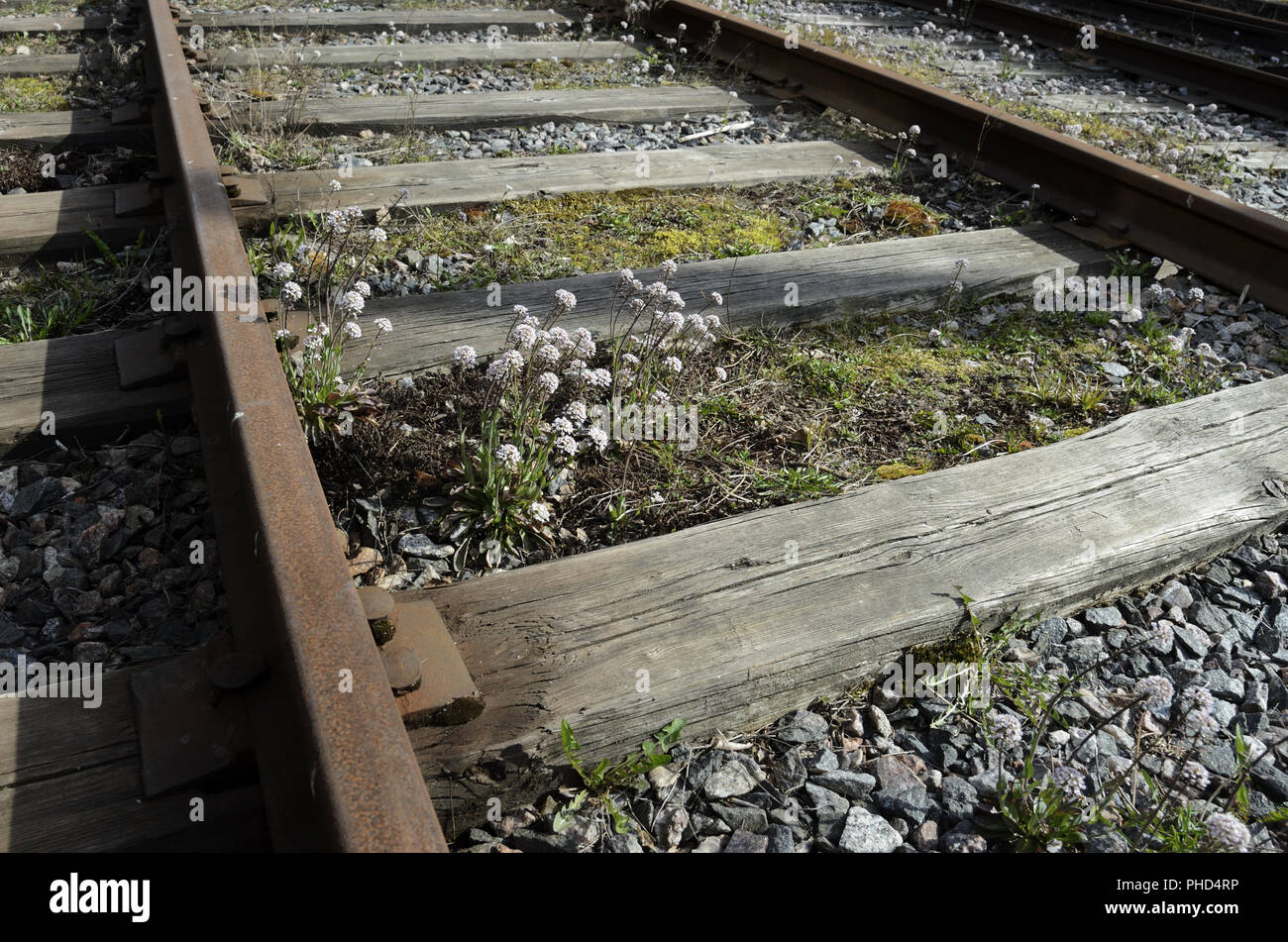 old rusty rails, sleepers and flowers Stock Photo - Alamy