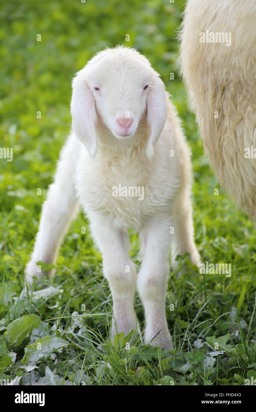 Sheap High Resolution Stock Photography and Images - Alamy