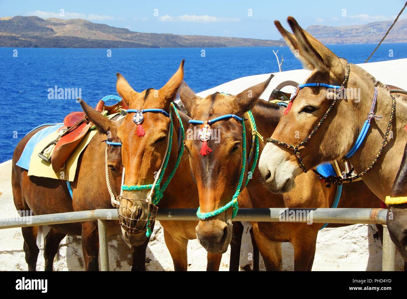 Little donkey hi-res stock photography and images - Alamy