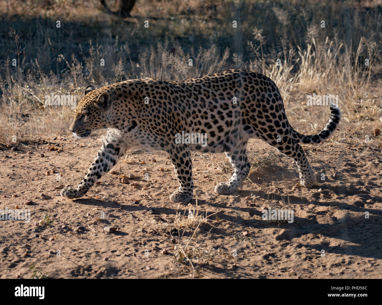 Leopard walks slowly across desert scrub in Namibia Stock Photo - Alamy
