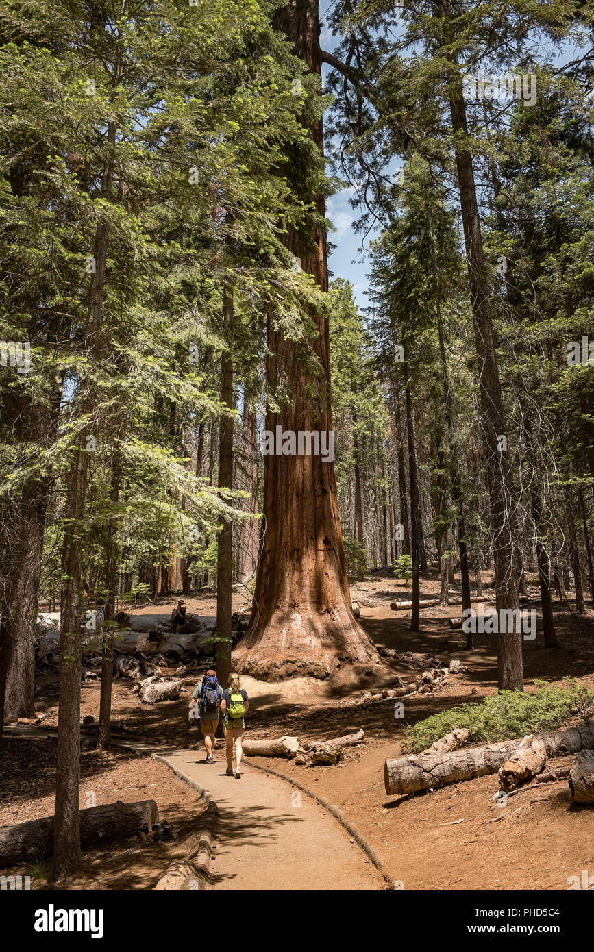 Images of Sequoias and visitors to the Trail of 100 Giants in the Grand ...