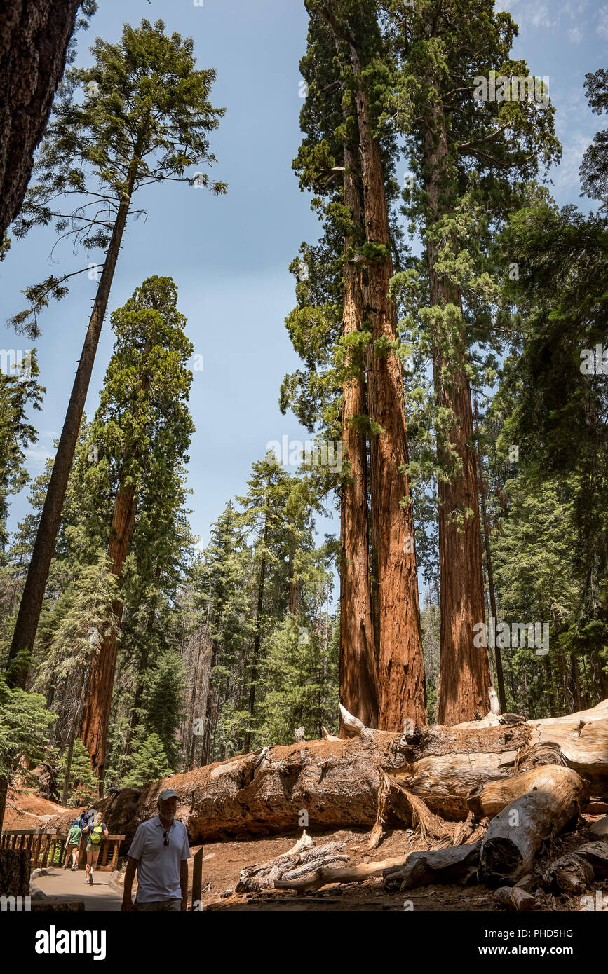 Giant sequoia climb hi-res stock photography and images - Alamy