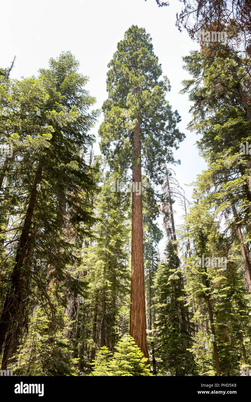 Images of Sequoias and visitors to the Trail of 100 Giants in the Grand ...