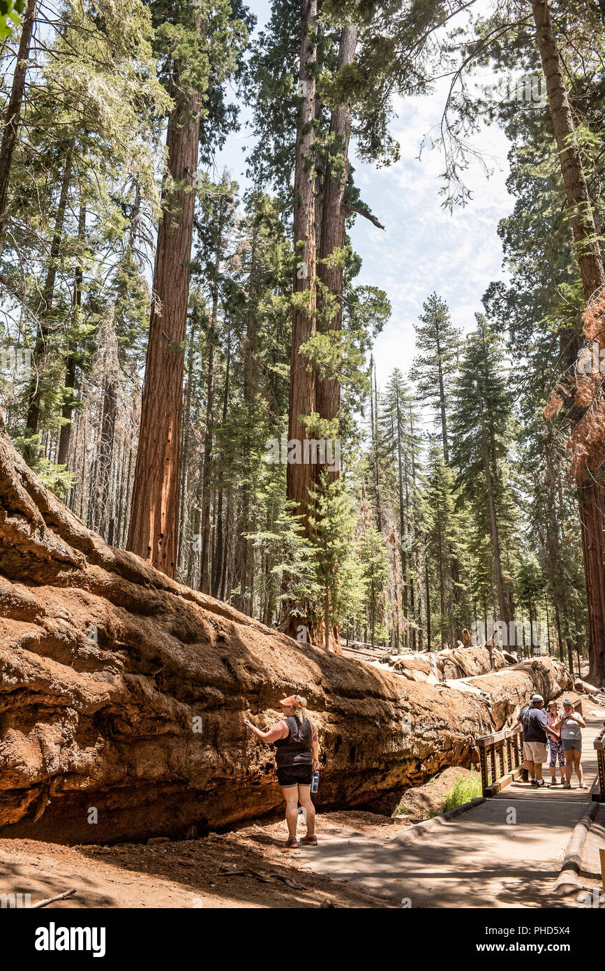 Images of Sequoias and visitors to the Trail of 100 Giants in the Grand Sequoia National ...
