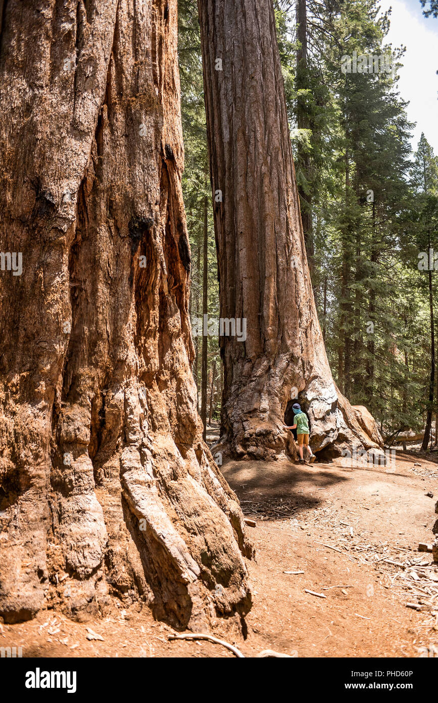 Images of Sequoias and visitors to the Trail of 100 Giants in the Grand ...