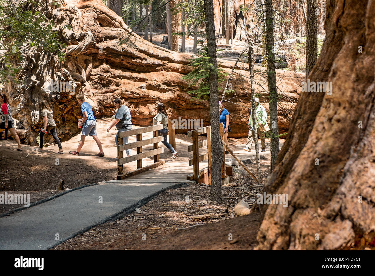 Images of Sequoias and visitors to the Trail of 100 Giants in the Grand ...