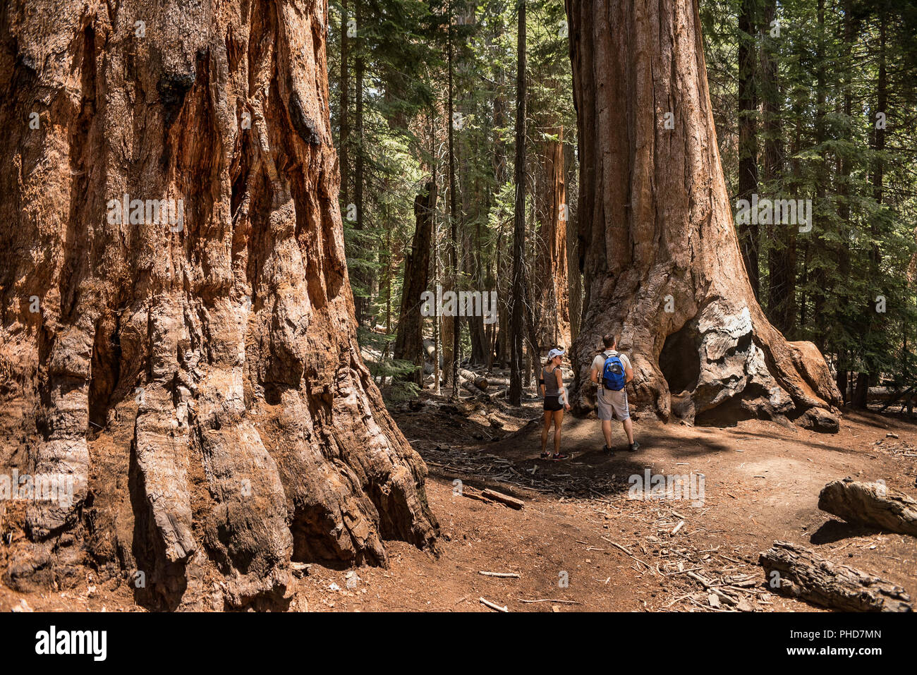 Giant sequoia national monument hi-res stock photography and images - Alamy