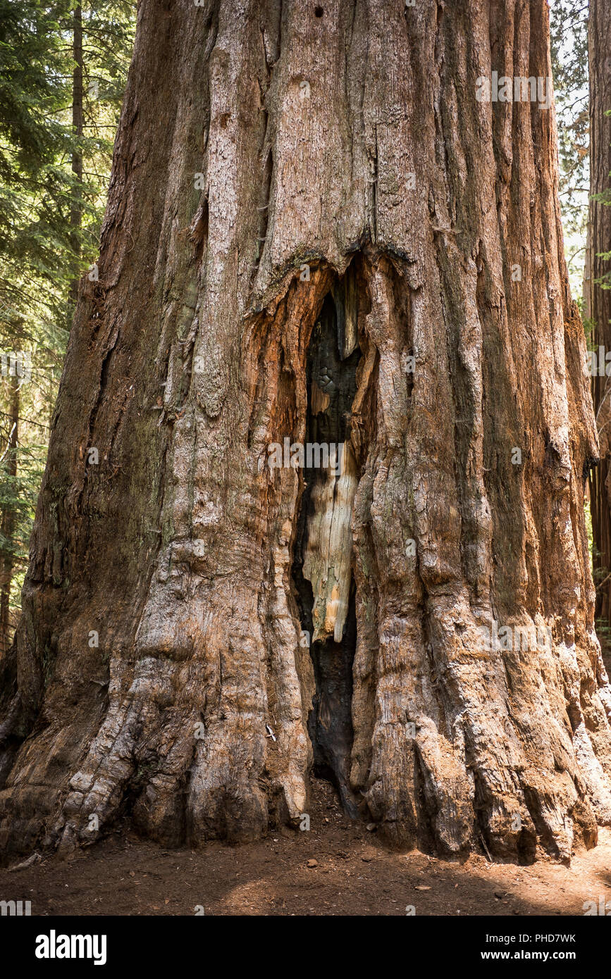 Images of Sequoias and visitors to the Trail of 100 Giants in the Grand ...