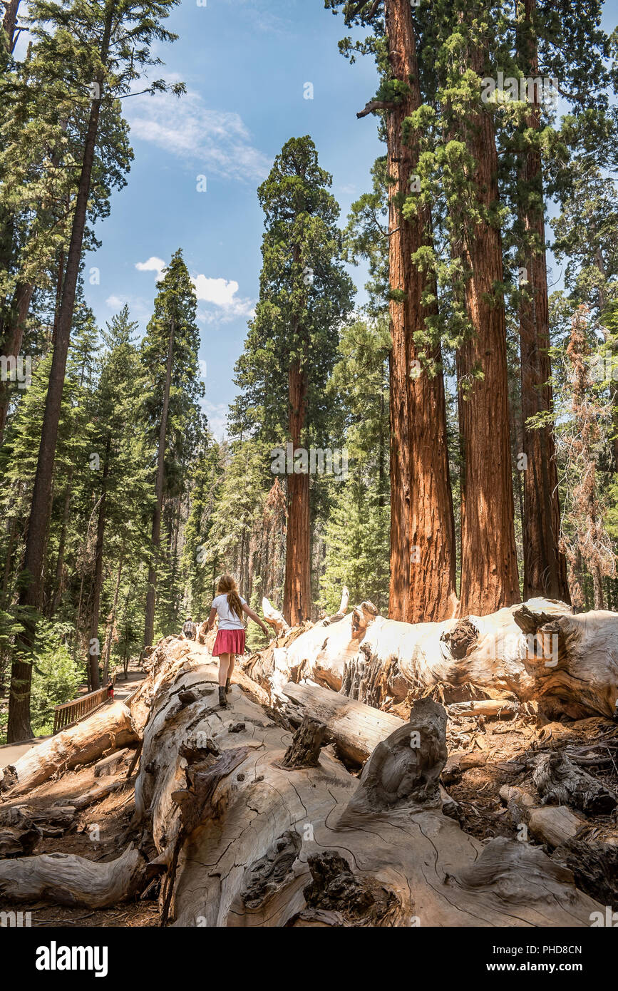 Images of Sequoias and visitors to the Trail of 100 Giants in the Grand ...
