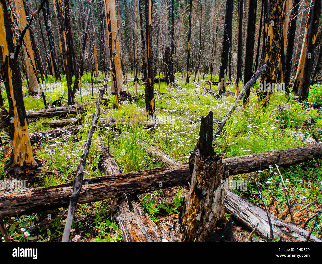 Regrowing Tree High Resolution Stock Photography and Images - Alamy