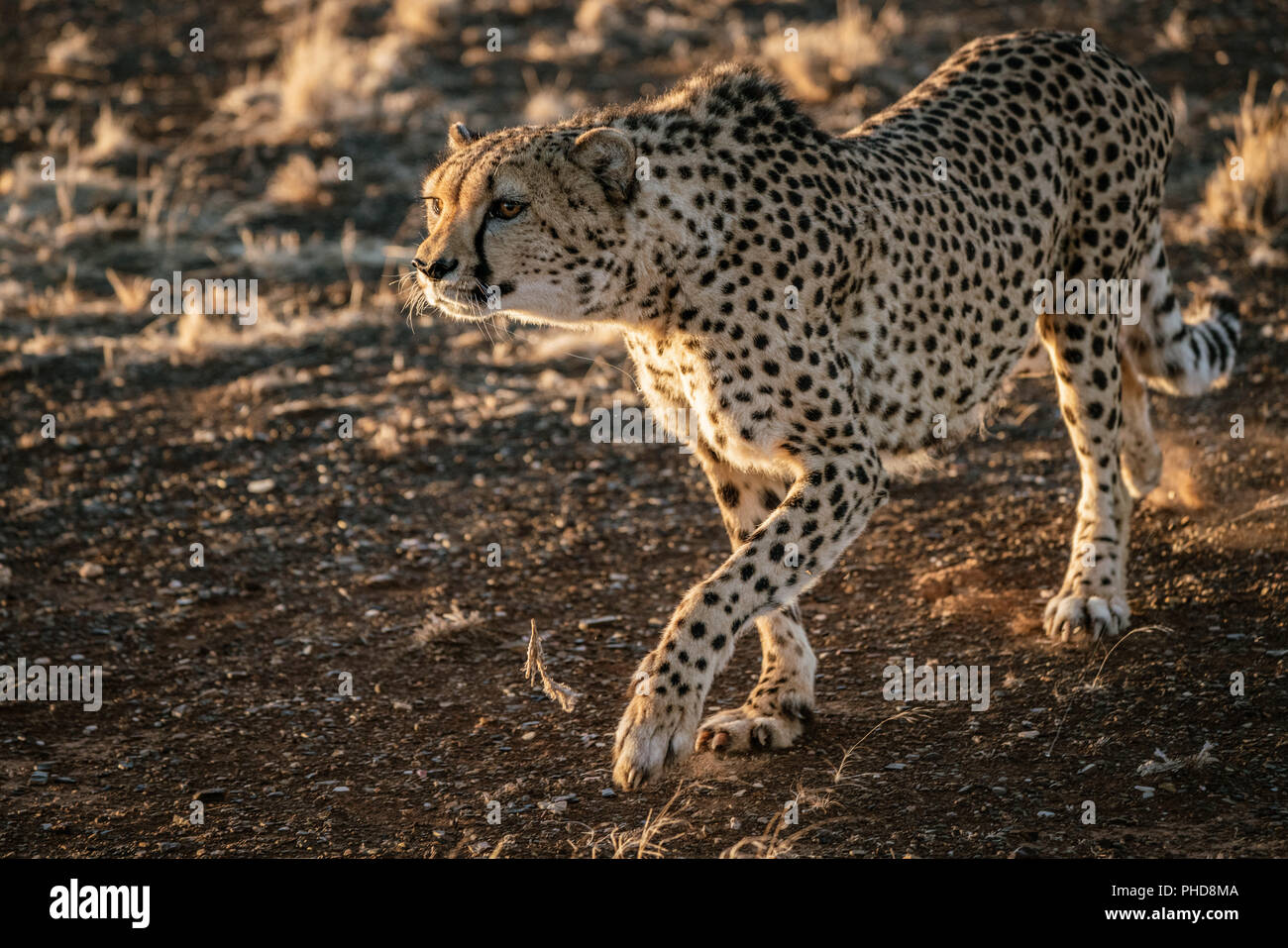 Adult cheetah walks in the desert of Namibia Stock Photo - Alamy