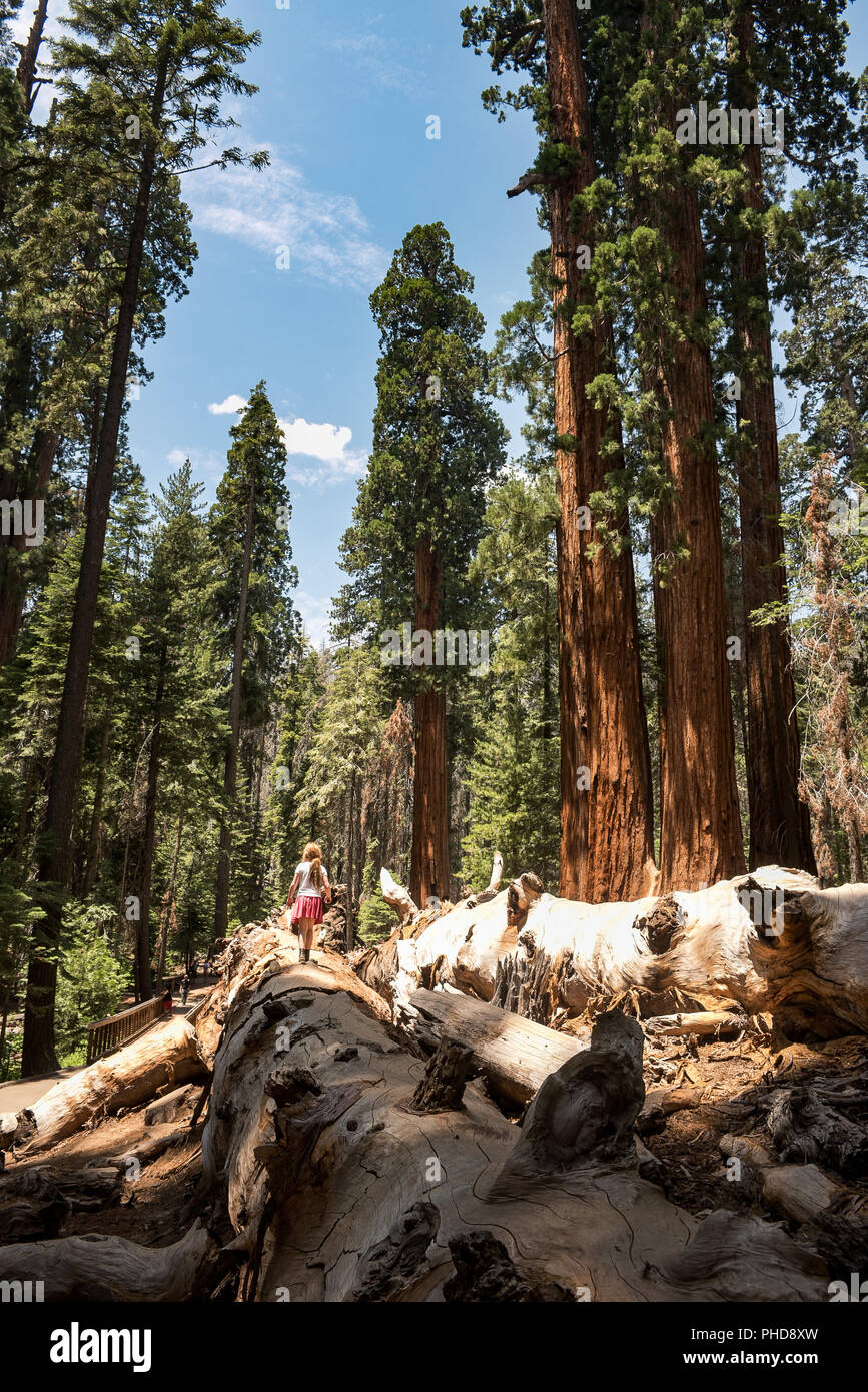 Giant sequoia national monument hi-res stock photography and images - Alamy