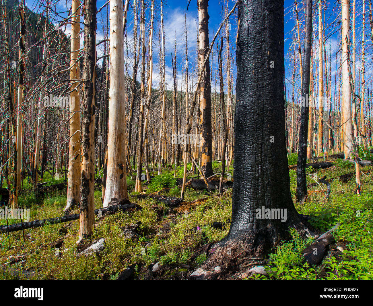Fire Scarred Tree High Resolution Stock Photography and Images - Alamy