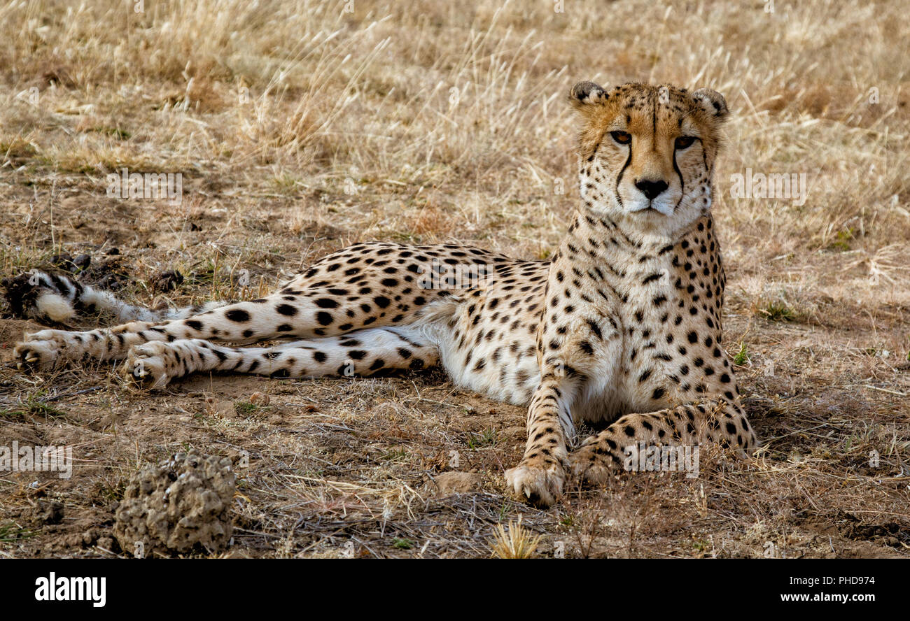 Adult cheetah lies down in dry grass in Namibia Stock Photo - Alamy
