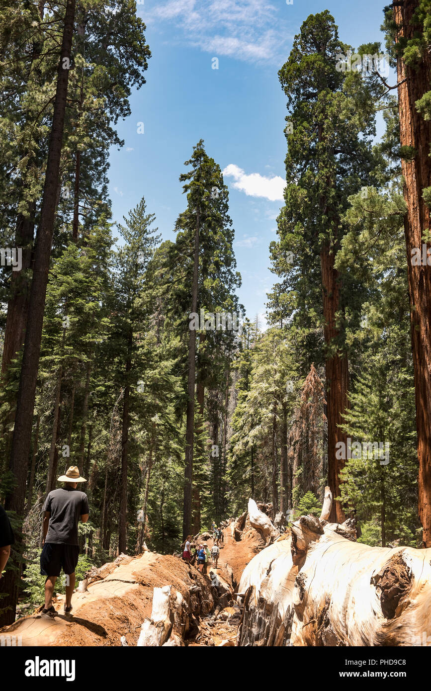 Images of Sequoias and visitors to the Trail of 100 Giants in the Grand ...