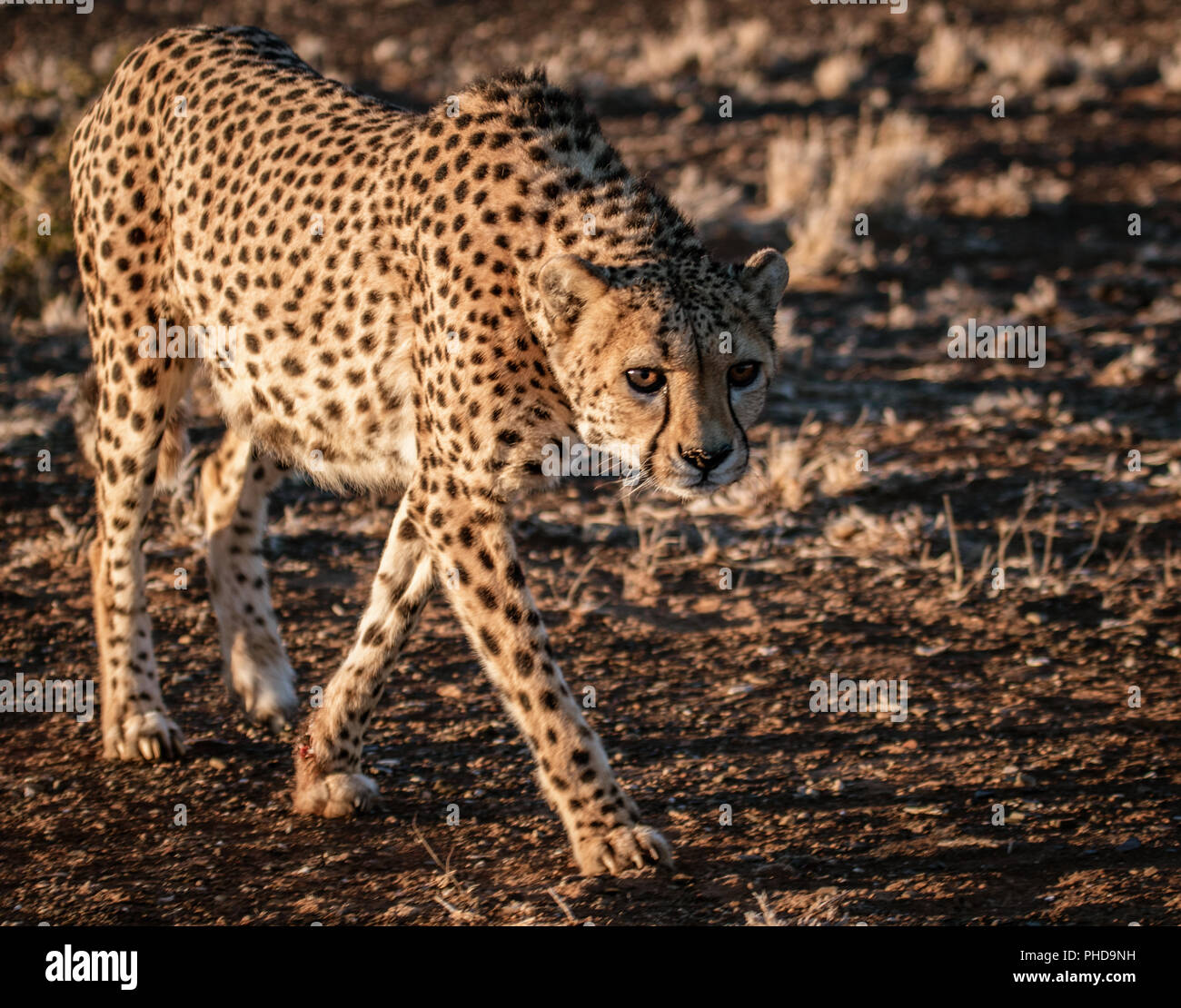 Adult cheetah walks in the desert of Namibia Stock Photo - Alamy