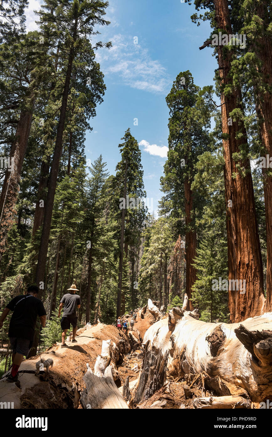 Burnt trees sequoia national park hi-res stock photography and images ...