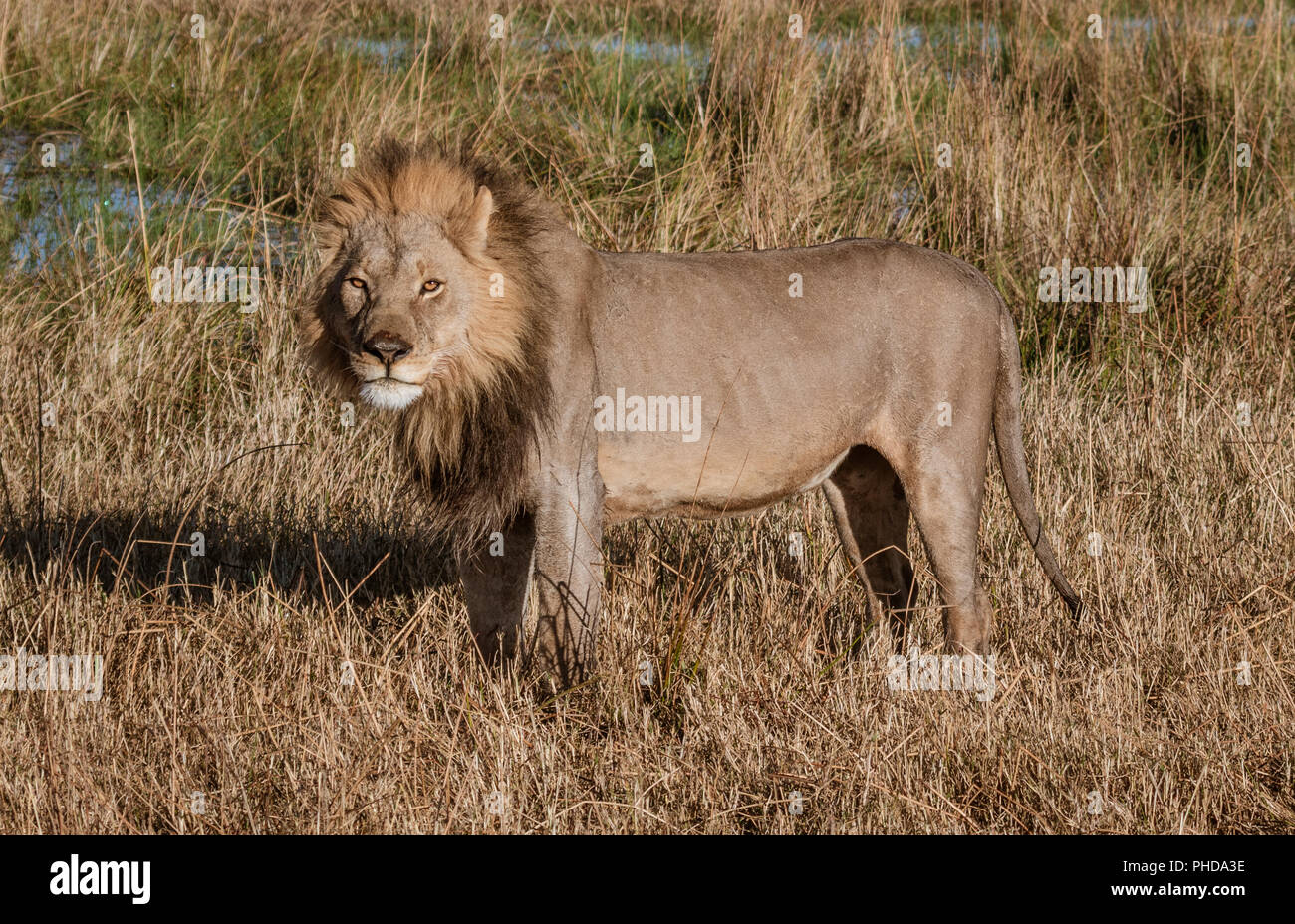 Adult male lion stands in short dry grass in Botswana Stock Photo - Alamy