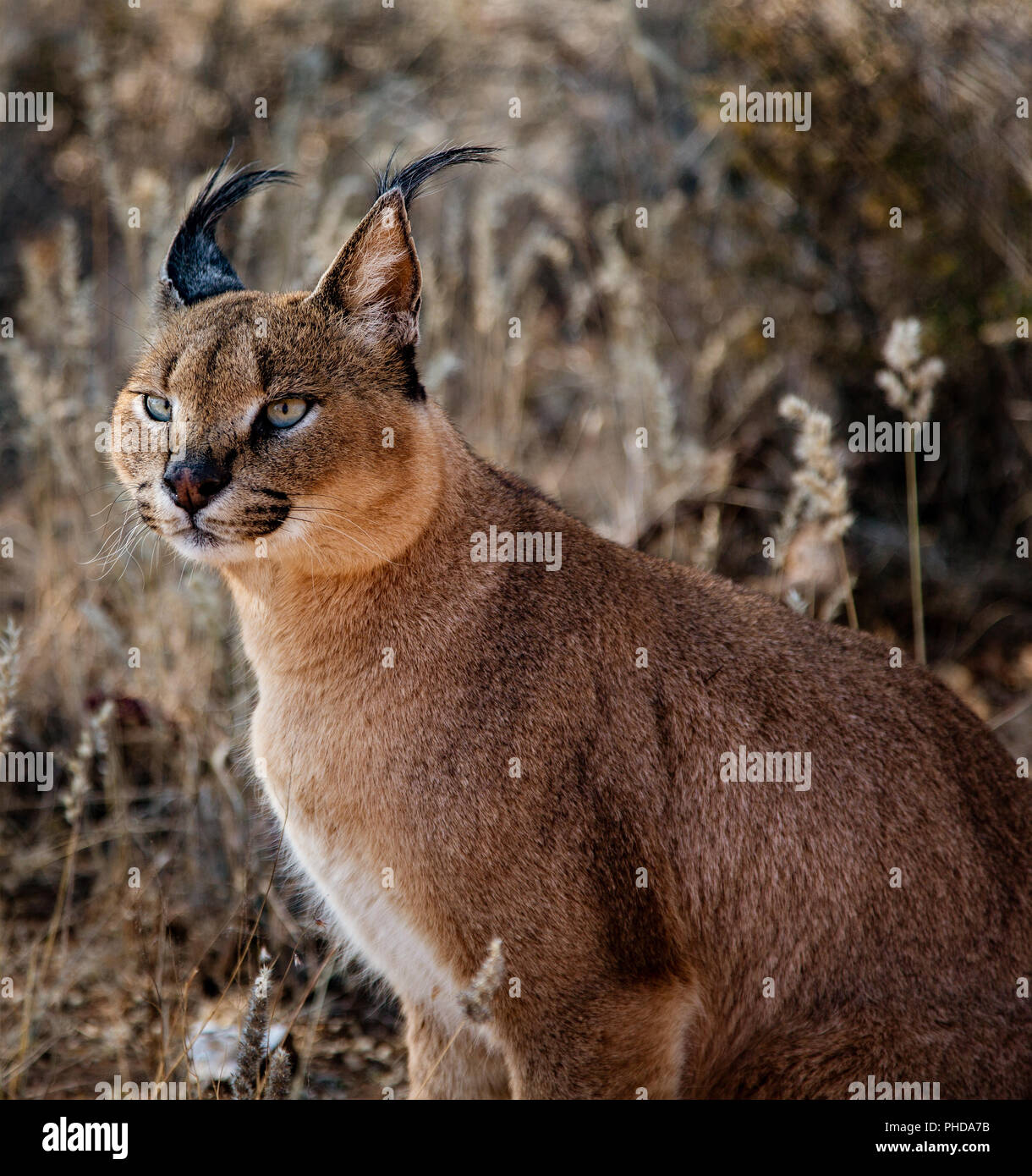 Caracal cat scans his surroundings for food Stock Photo - Alamy