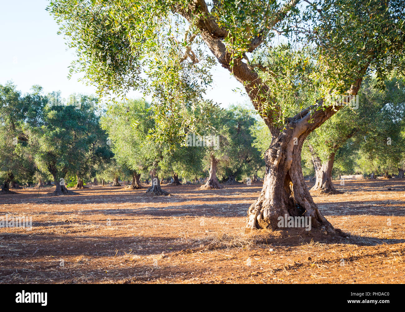Old olive trees in South Italy Stock Photo - Alamy