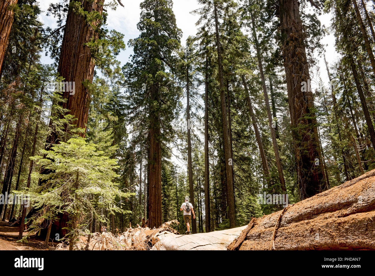 Images of Sequoias and visitors to the Trail of 100 Giants in the Grand ...