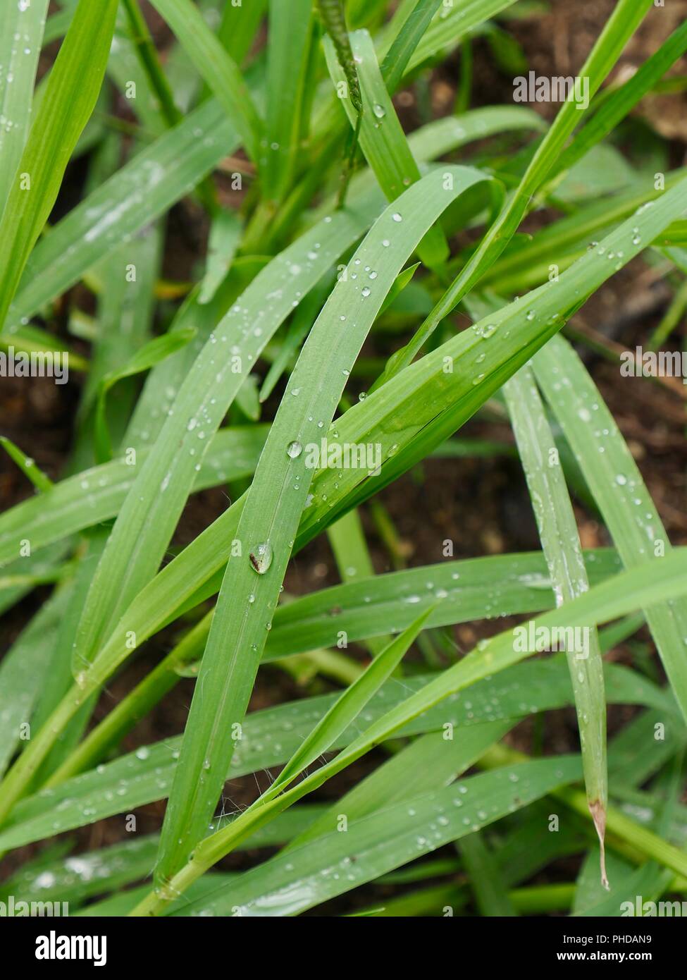 Leaves and water droplets Stock Photo - Alamy
