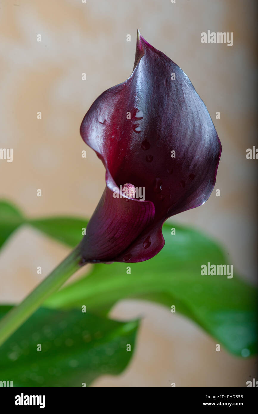 Kallavaxter hi-res stock photography and images - Alamy