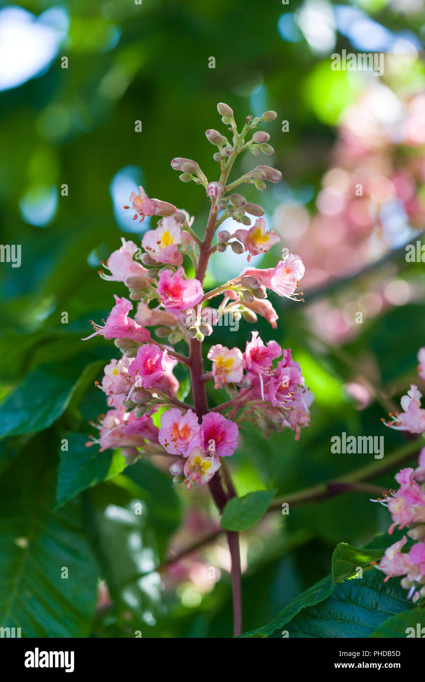 Red Horse-chestnut, Rödblommig hästkastanj (Aesculus carnea Stock Photo ...
