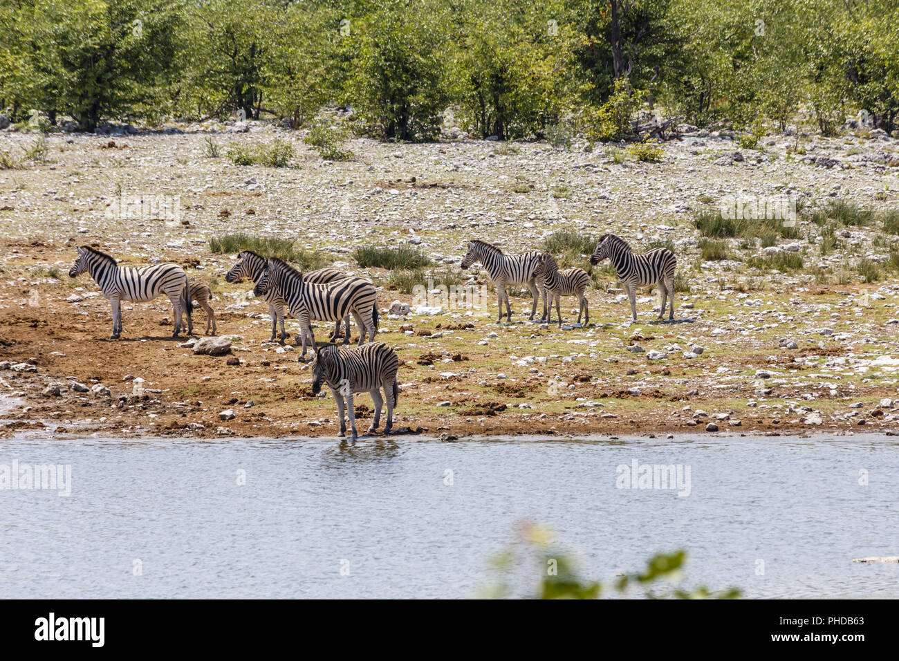 plains zebra (Burchells zebra), Equus quagga Stock Photo - Alamy