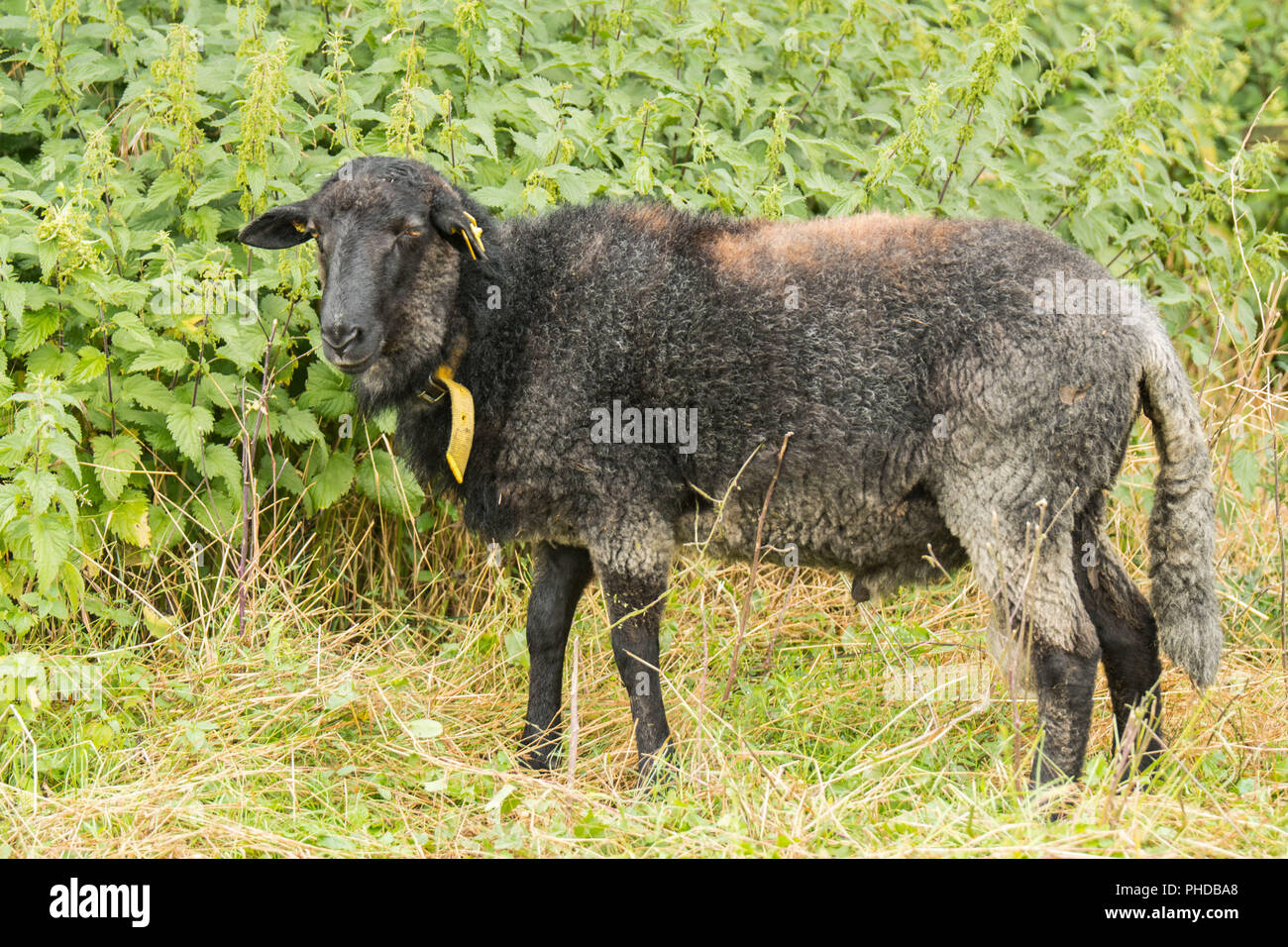 Pomeranian coarsewool hi-res stock photography and images - Alamy