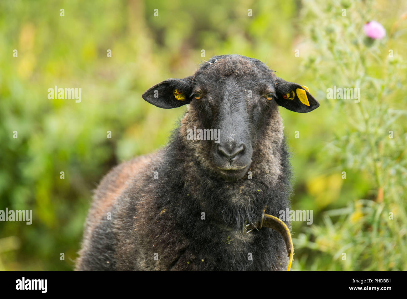 Pomeranian coarsewool hi-res stock photography and images - Alamy