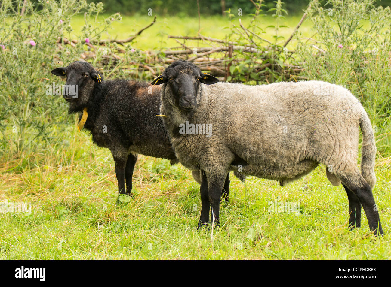 Pomeranian coarsewool sheep Stock Photo - Alamy