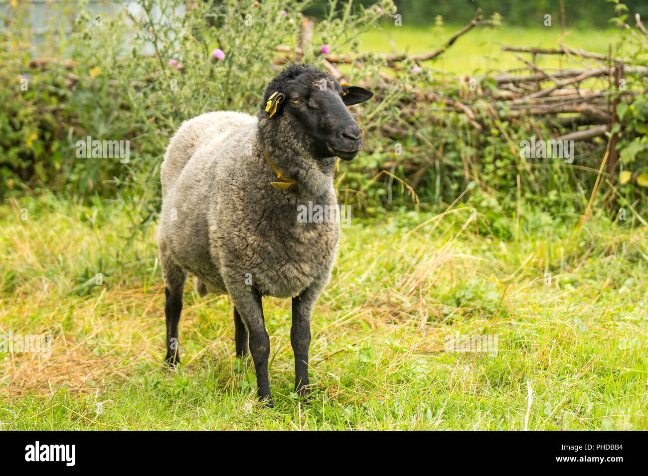 Pomeranian coarsewool hi-res stock photography and images - Alamy