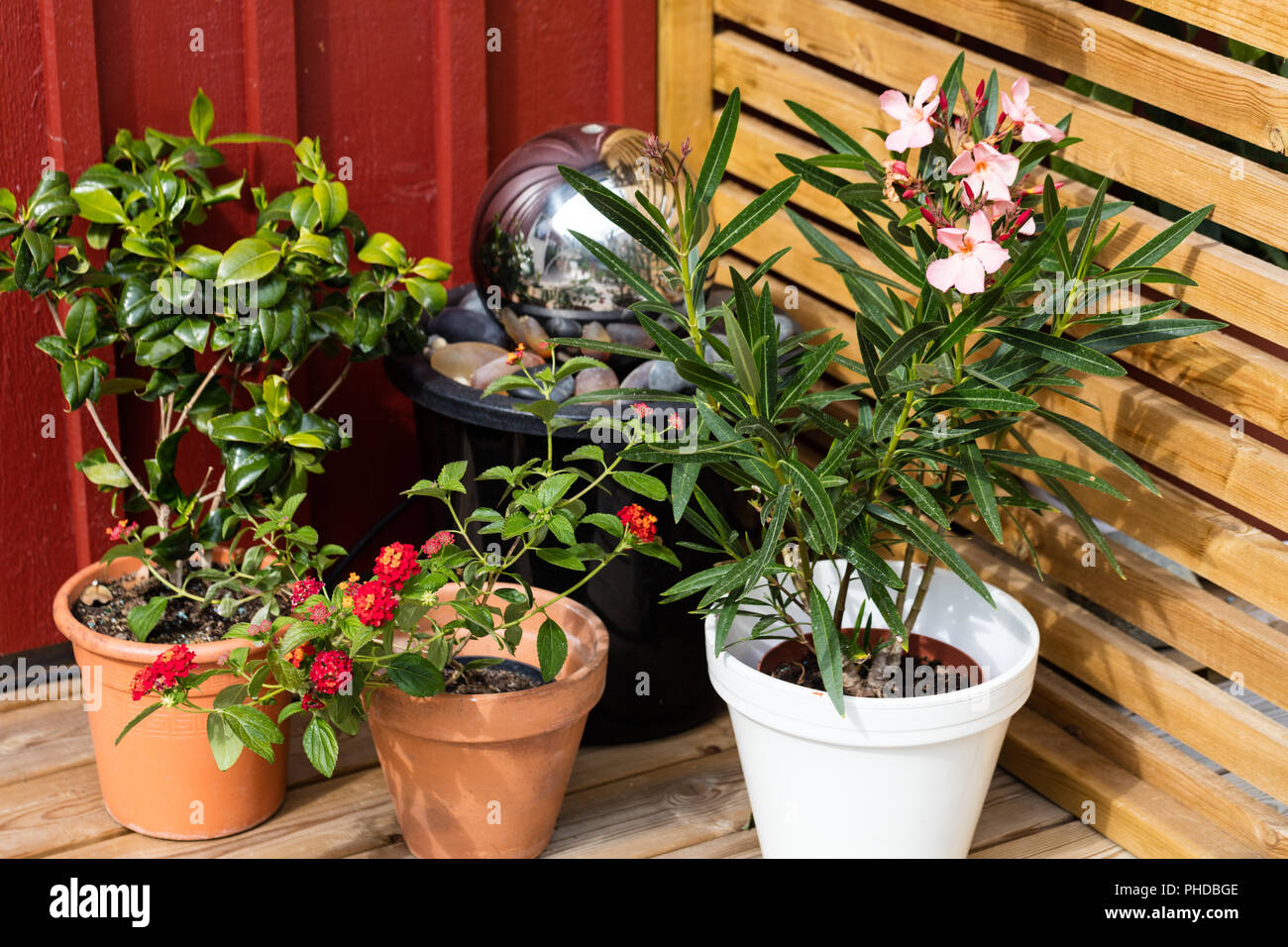 'Salmon' Oleander, Nerium (Nerium oleander Stock Photo - Alamy