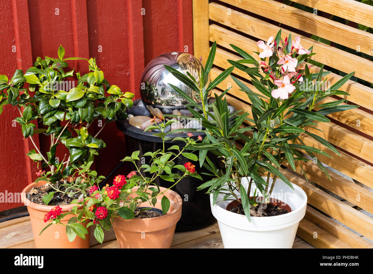 'Salmon' Oleander, Nerium (Nerium oleander Stock Photo - Alamy