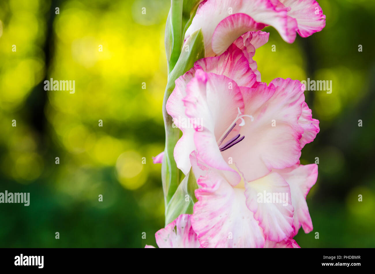 Pink gladiolus hi-res stock photography and images - Alamy