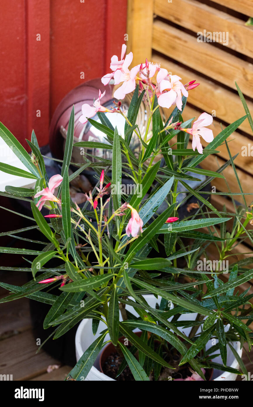 Nerium nerium odorum hi-res stock photography and images - Alamy