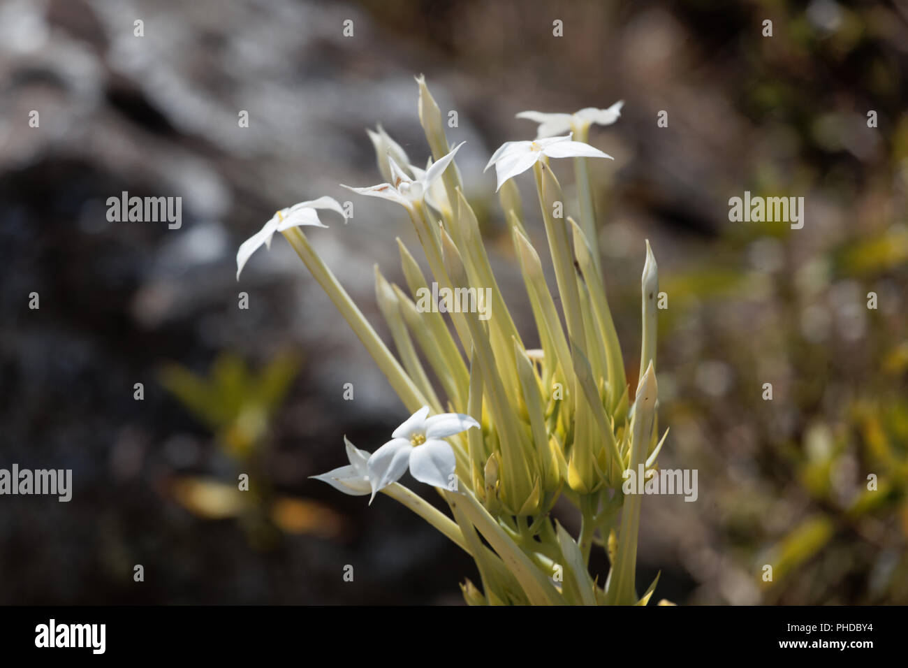 Flowers of a White Kalanchoe (Kalanchoe marmorata Stock Photo - Alamy