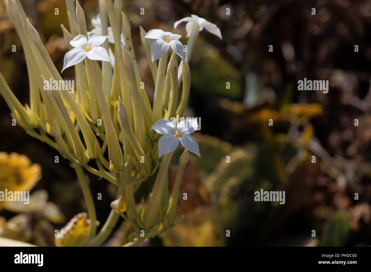 Flowers of a White Kalanchoe (Kalanchoe marmorata Stock Photo - Alamy