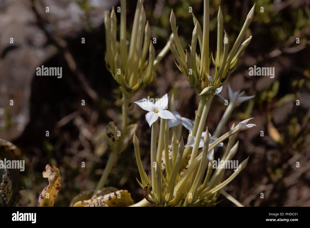 Flowers of a White Kalanchoe (Kalanchoe marmorata Stock Photo - Alamy