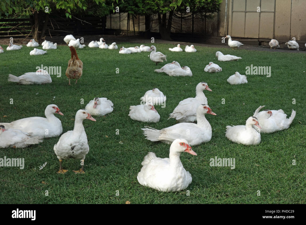Cattle and poultry hi-res stock photography and images - Alamy