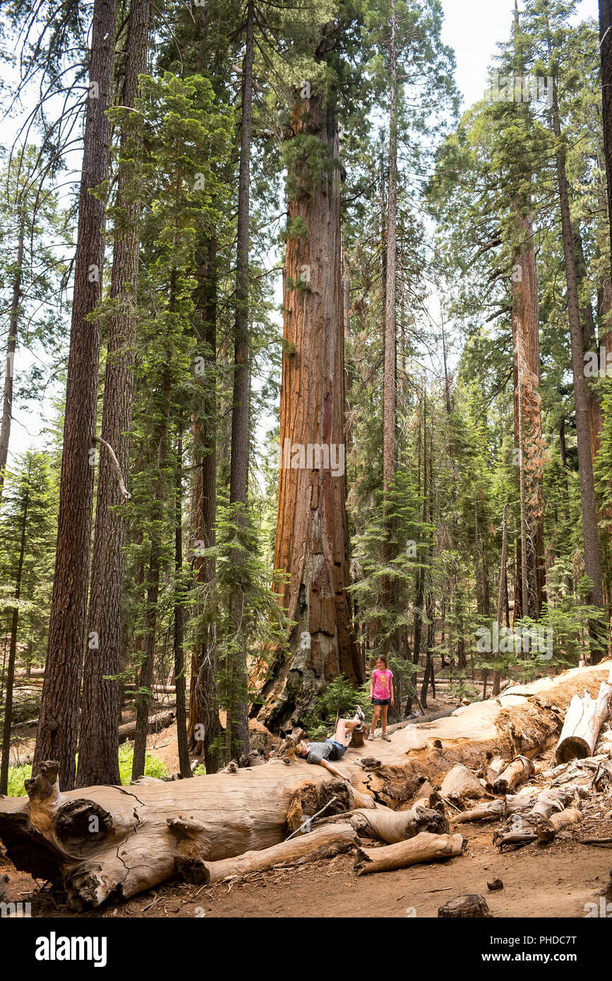 Images of Sequoias and visitors to the Trail of 100 Giants in the Grand ...