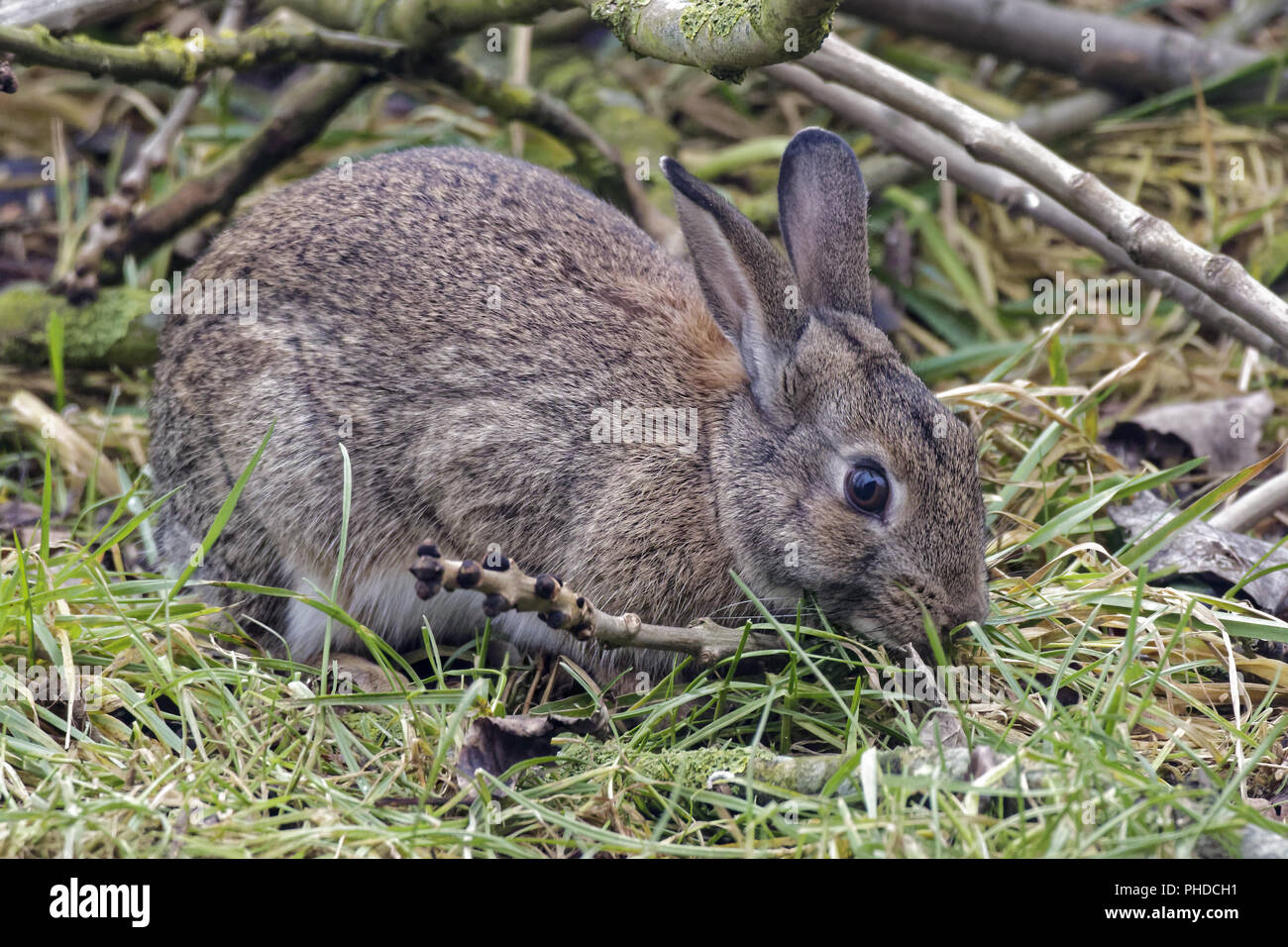 Wild rabbits hi-res stock photography and images - Alamy