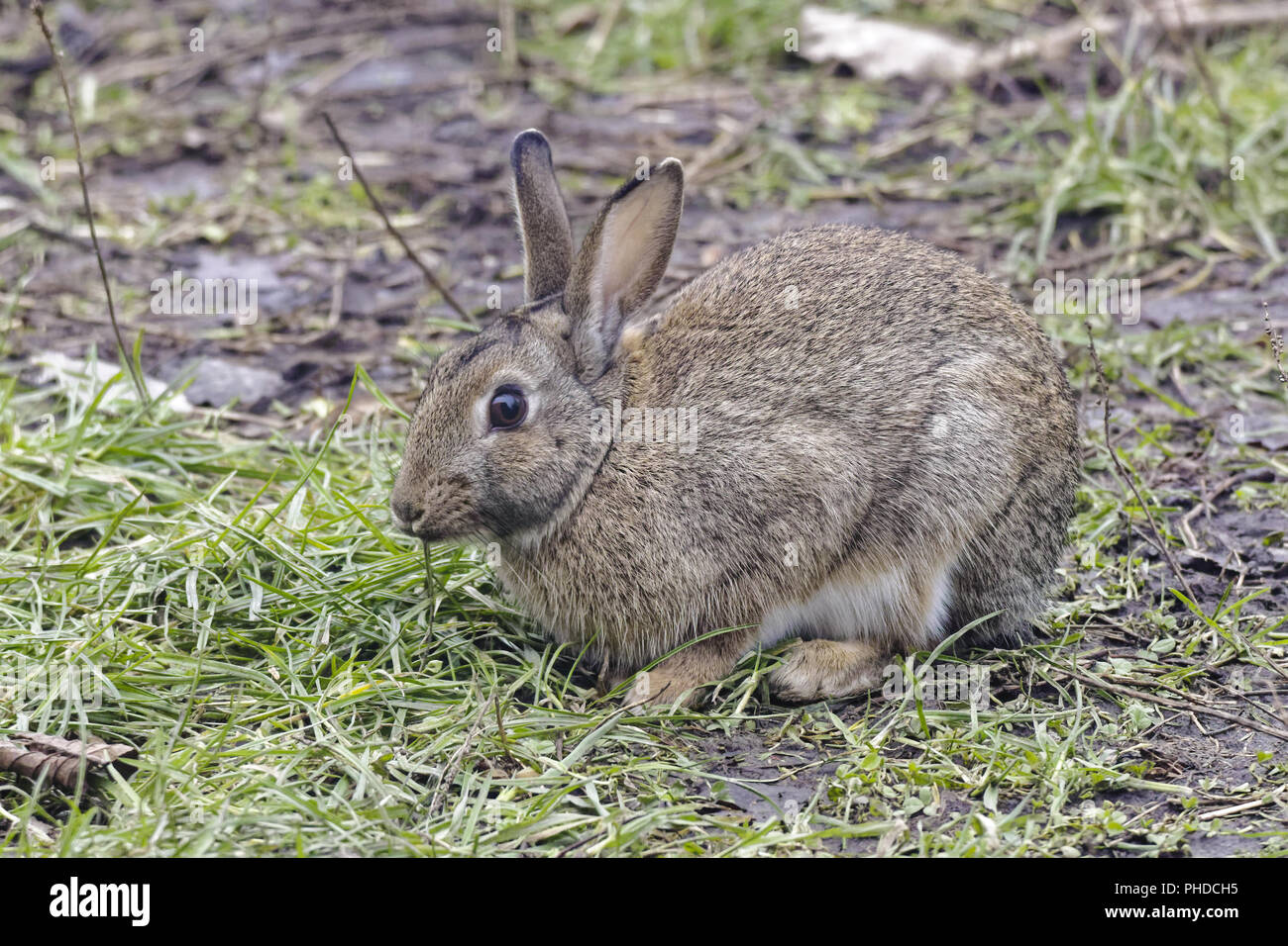 Wild rabbits hi-res stock photography and images - Alamy