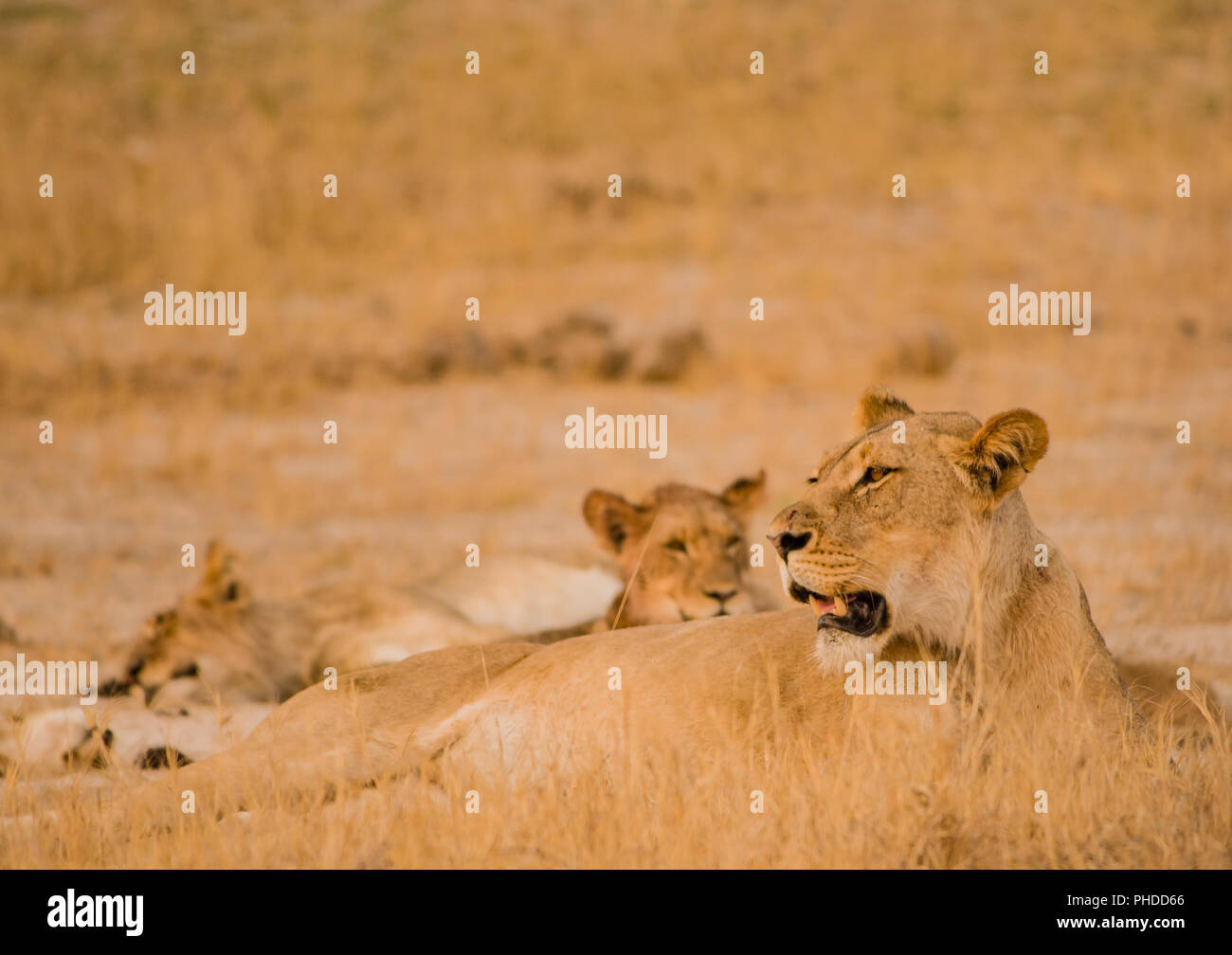 Lioness in the savannah hi-res stock photography and images - Alamy